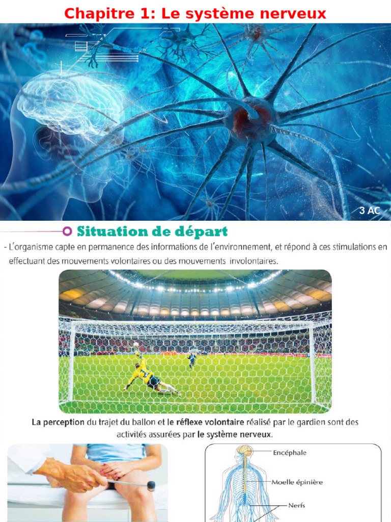Le Système Nerveux | PDF | Nerf | Sens (physiologie)