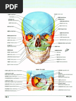 Axial and Appendicular Bone Landmarks | PDF | Human Anatomy | Limbs ...