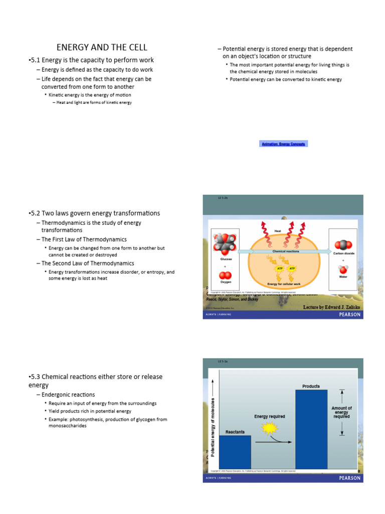 Energy, Enzymes, Cellular Respiration and Poisons | PDF | Adenosine ...