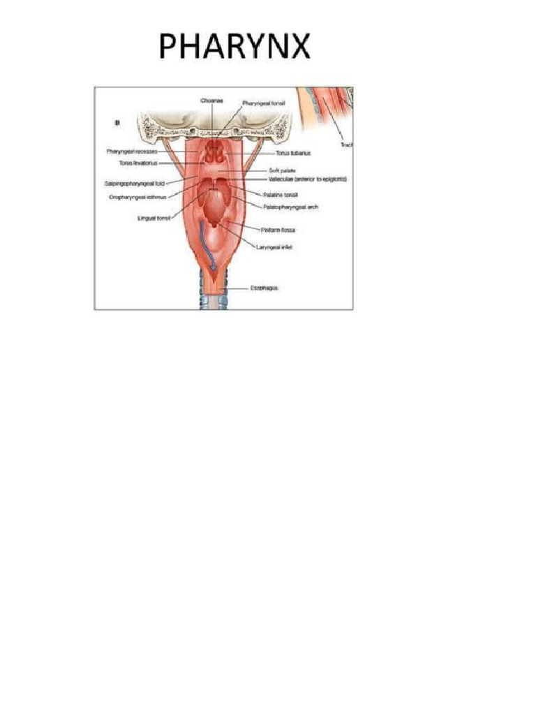 Pharynx 1 | PDF