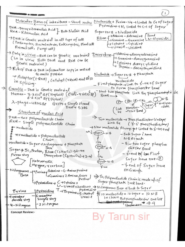 Molecular Basis of Inheritance - Short Notes | PDF