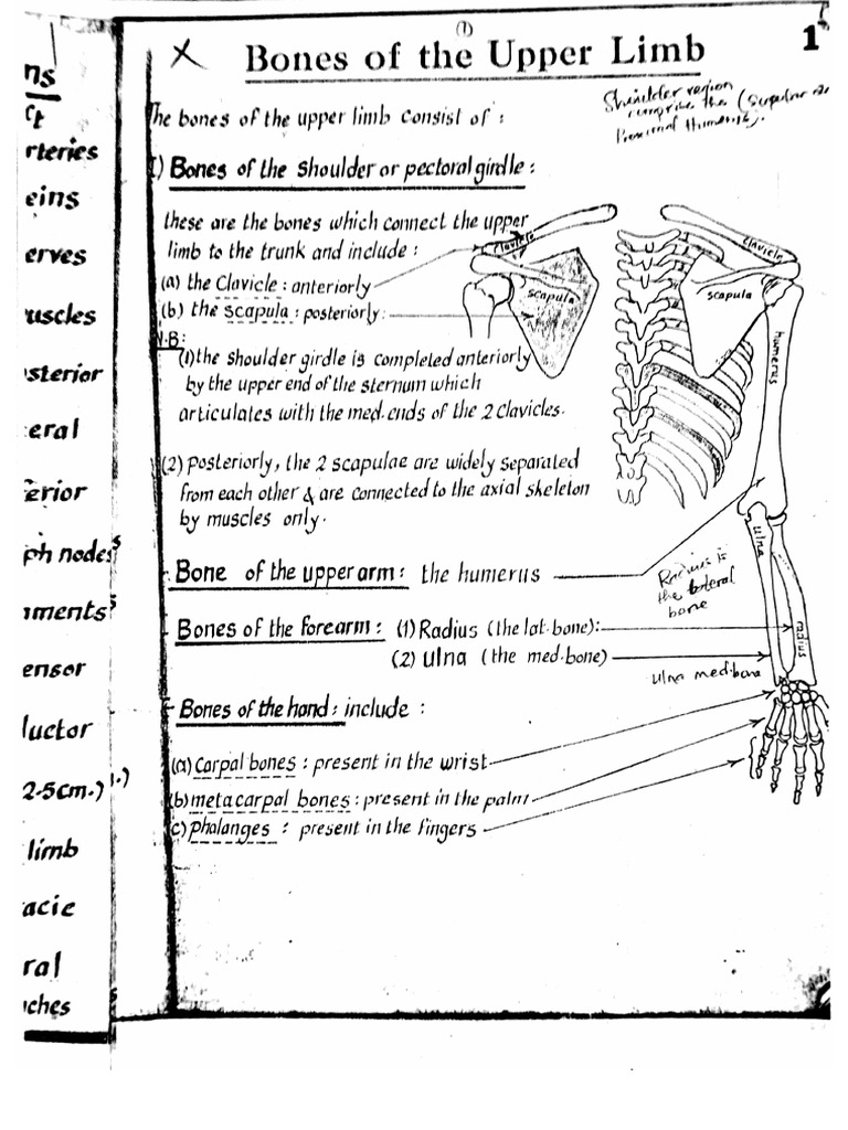 Anatomy & Phys. - Skeletal System - Upper Limbs | PDF