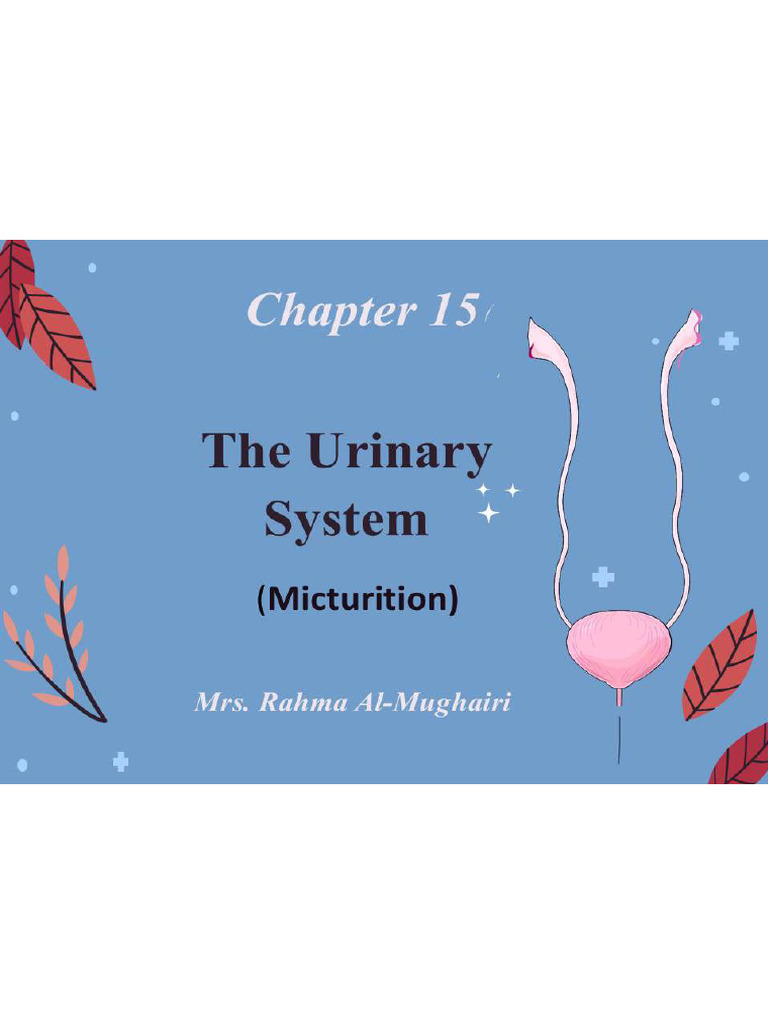 urinary system part 3 (micturation) | PDF