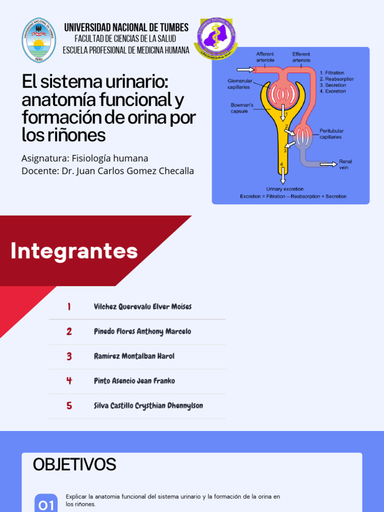 G2 - Reabsorción y Secreción Tubular Renal | PDF | Riñón | Orina