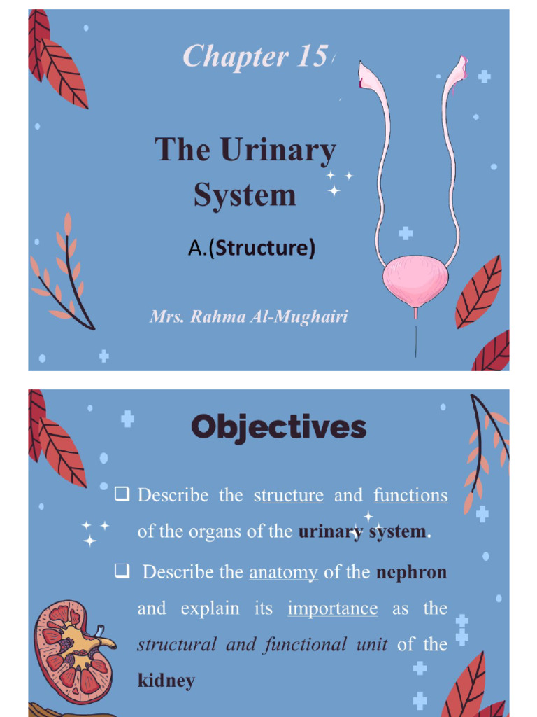 Urinary System Part 1 (Structure) | PDF
