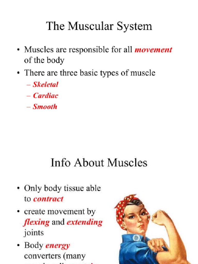 14 Muscular System | PDF