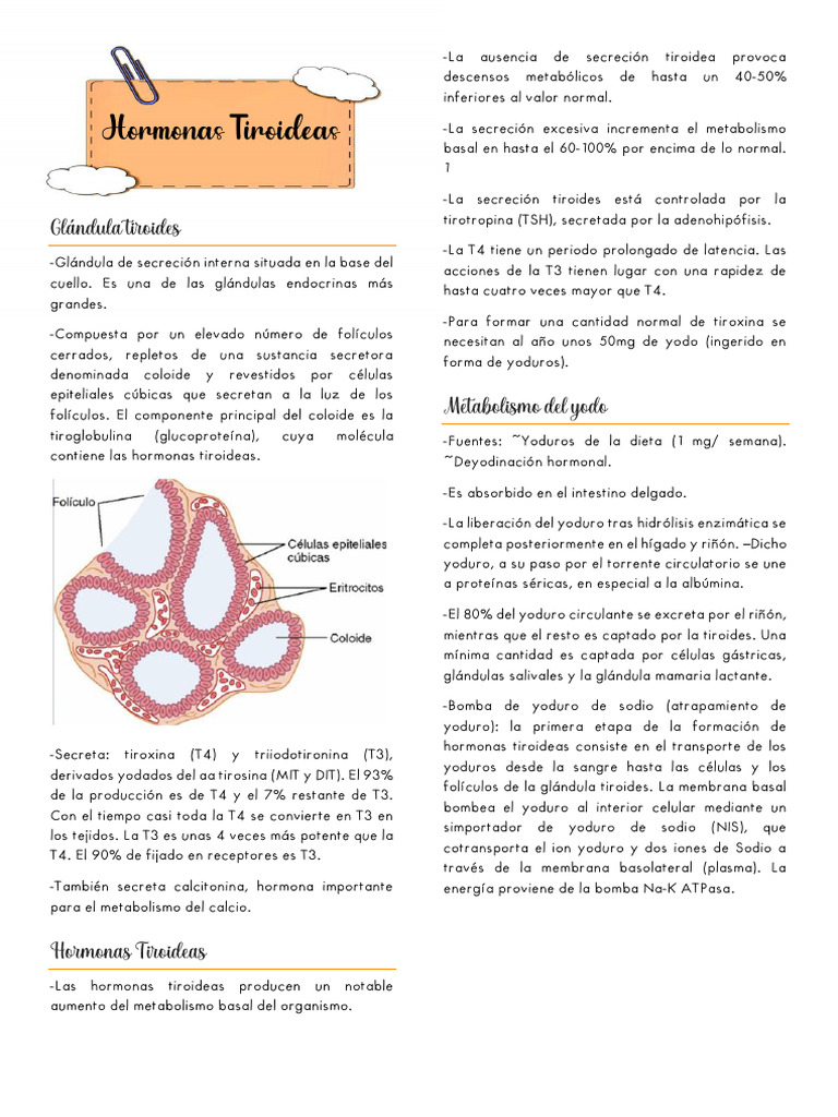 Función y Regulación de Hormonas Tiroideas | PDF | Hormona estimulante ...