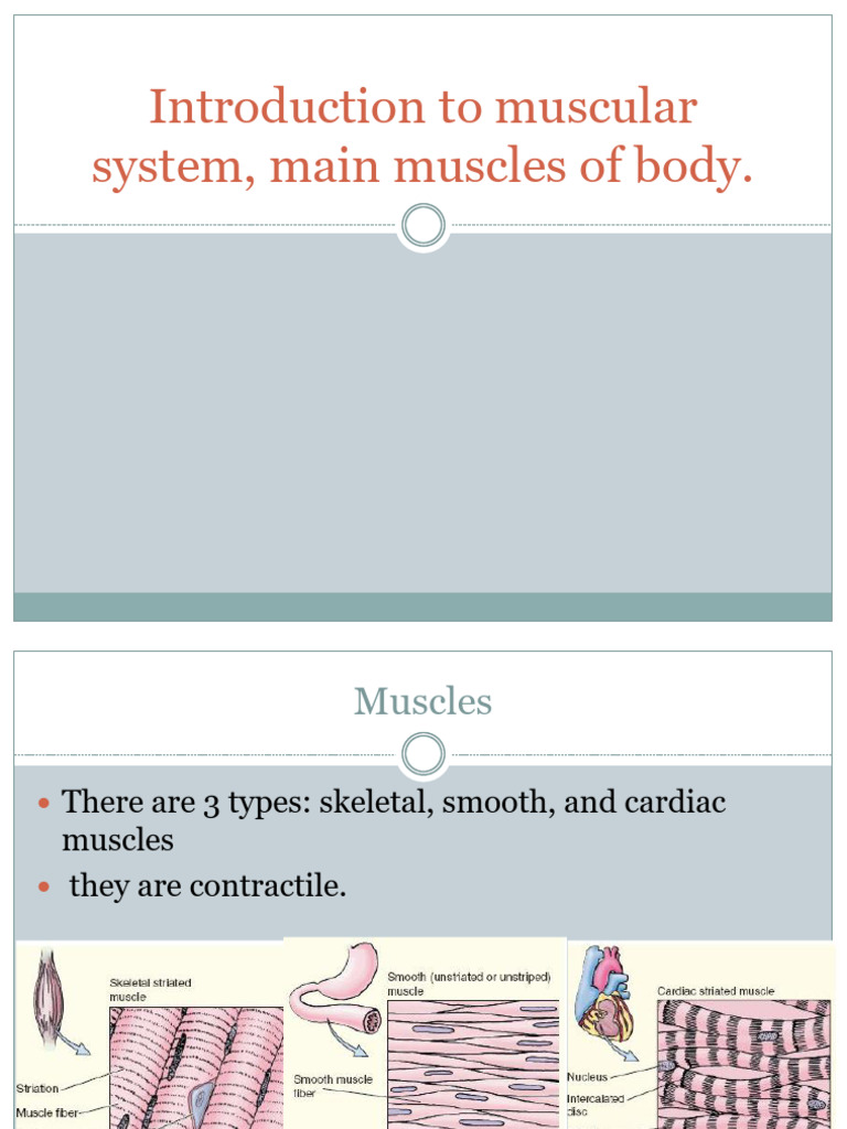 L3 Introduction to Muscular System, Main Muscles of Body | PDF | Human ...