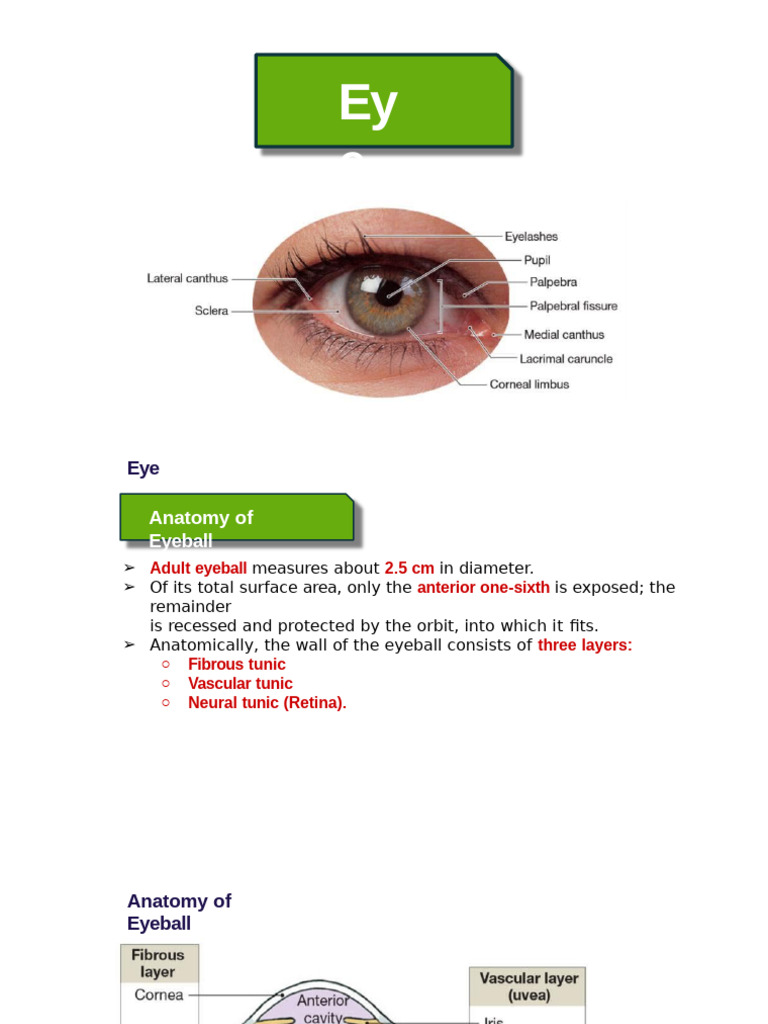 Anatomy and Physiology of Eye | PDF | Human Eye | Retina