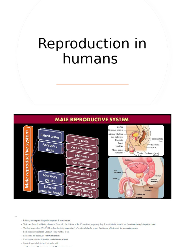 Reproduction in Humans | PDF