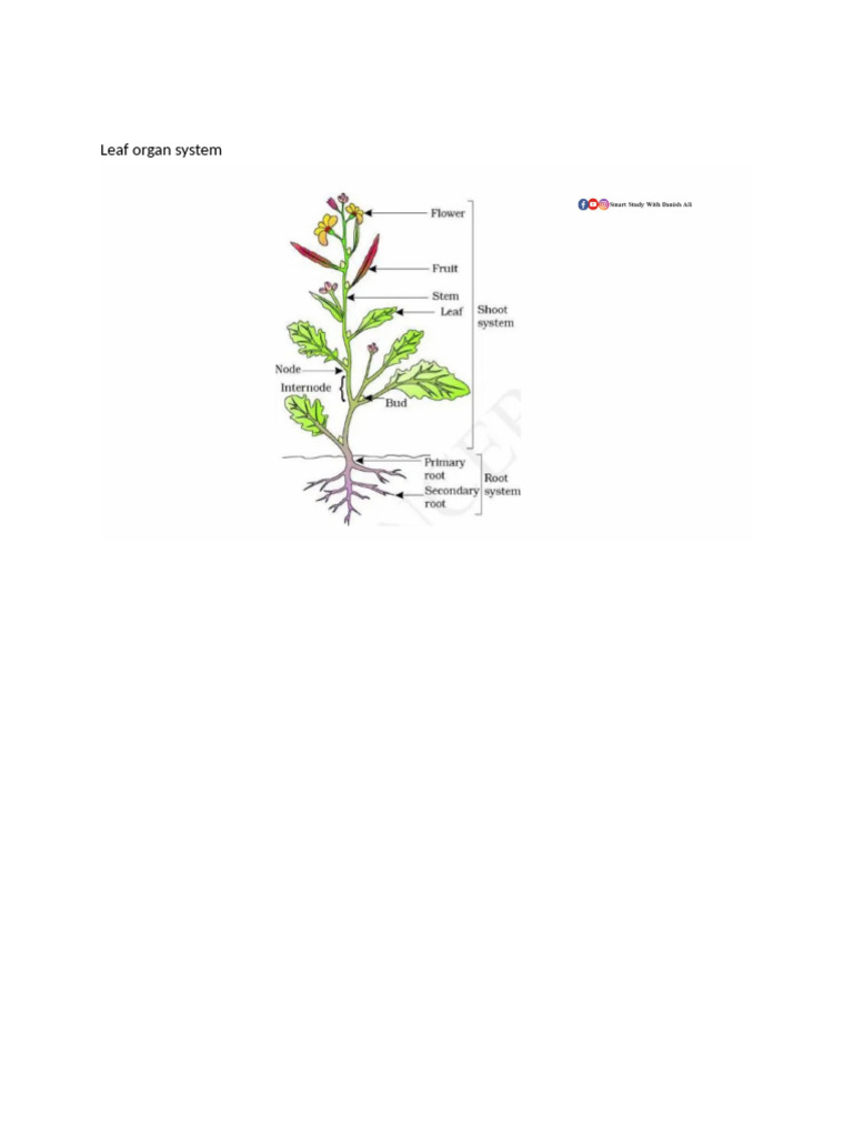 Leaf organ system | PDF