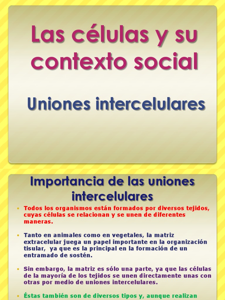 Uniones Intercelulares: Tipos y Funciones | PDF | Sinapsis | Neurobiología