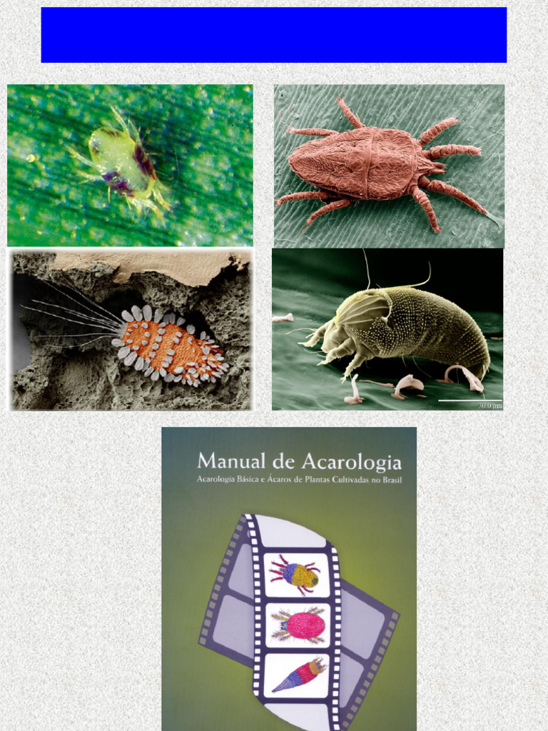 Ácaros Fitófagos-2017 | PDF | Herbívoro | Agricultura