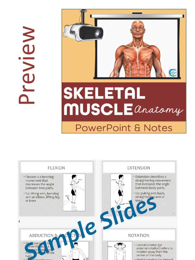 Editable Skeletal Muscle Resource | PDF | Anatomical Terms Of Motion ...