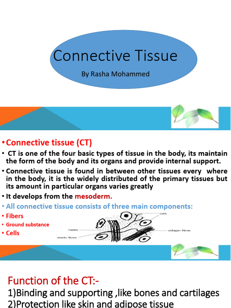 lab 10 connective tissueم. رشا محمد شاكر 2 | PDF | Connective Tissue ...
