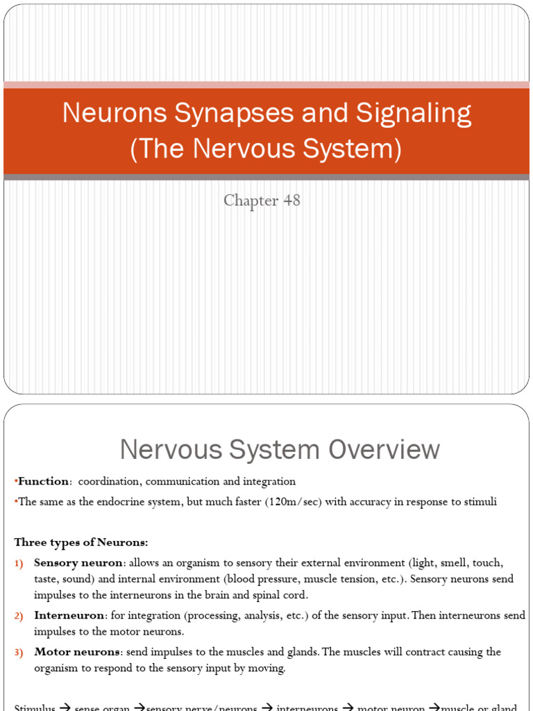 13 The Neurons Synapses and Signaling CH 481 | PDF | Chemical Synapse ...