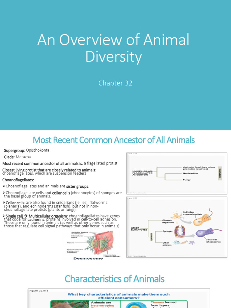 8 An Overview of Animal Diversity CH 321 | PDF | Embryo | Biology