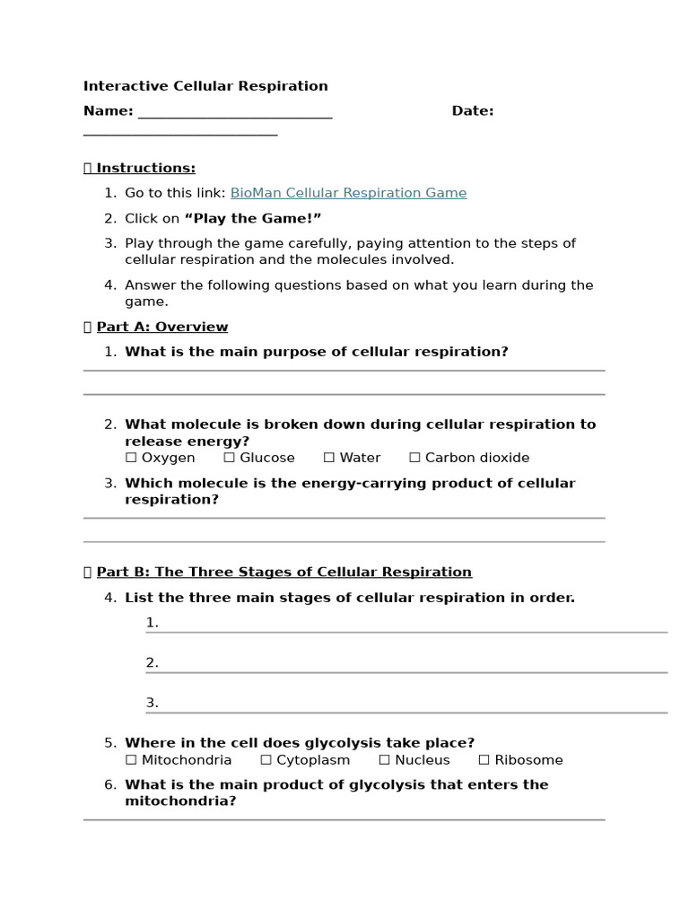 Interactive Cellular Respiration | PDF