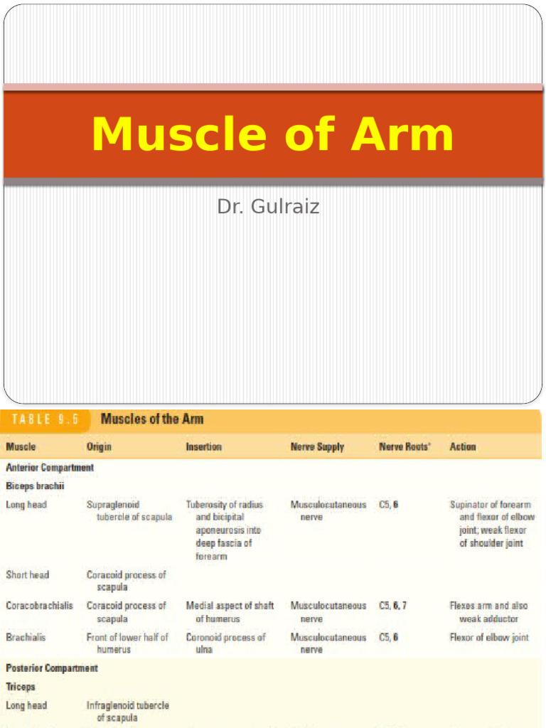 Muscle of Arm | PDF