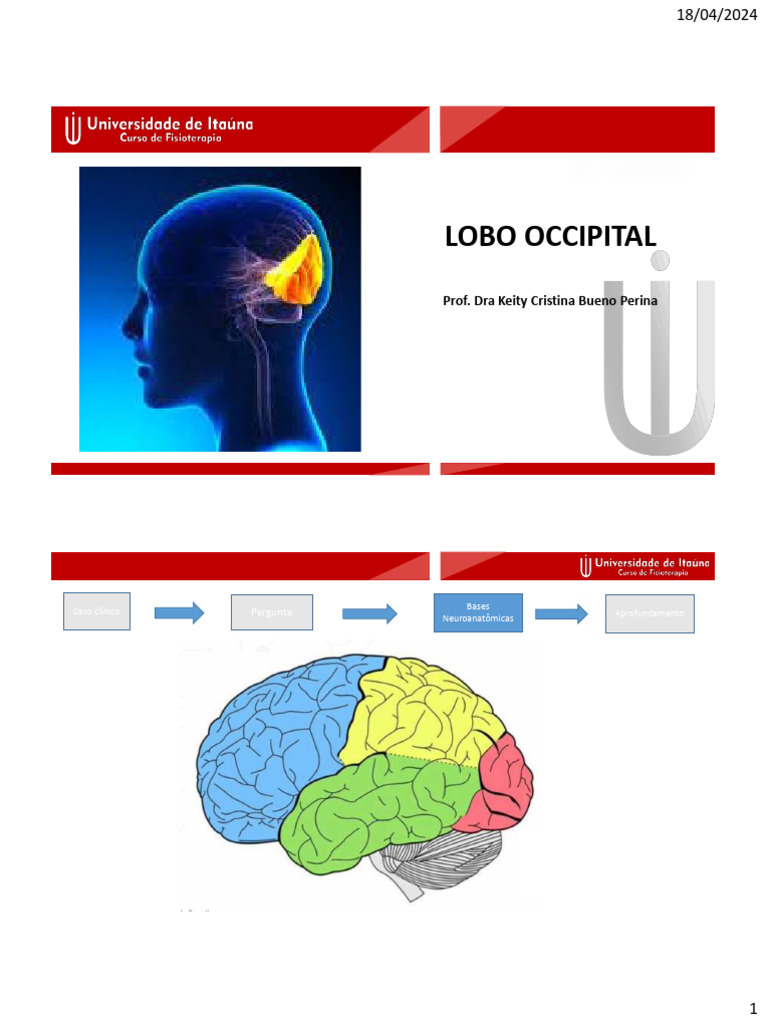 Aula 7. LOBO OCCIPITAL E TEMPORAL E INSULA | PDF | Córtex cerebral ...