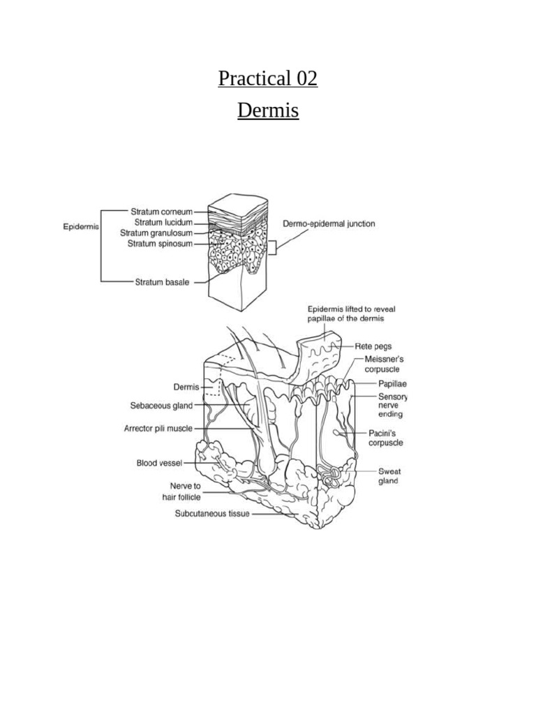 Practical 02 Dermis | PDF