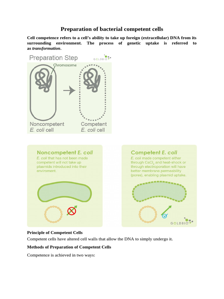 Preparation of Competent Cells | PDF | Lipid Bilayer | Cell (Biology)
