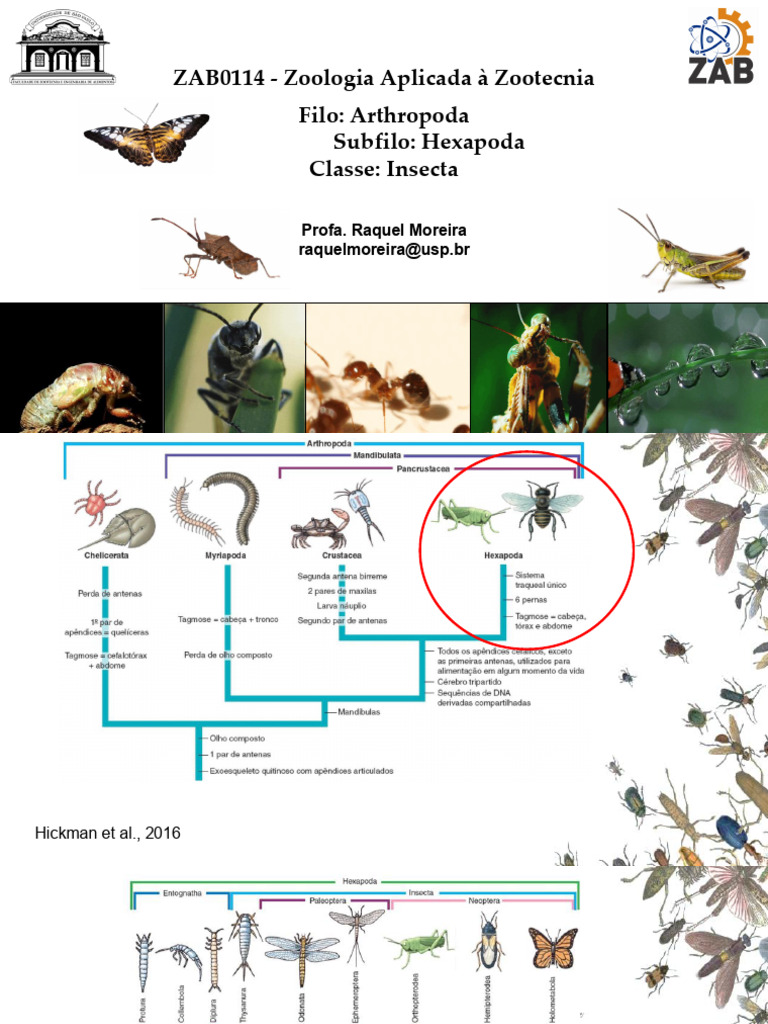 Aula 5 Filo Arthropoda Sub Filo Hexapoda Classe Insecta | PDF | Hexapoda | Insetos
