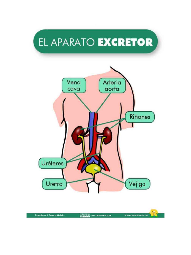 Excretor Sim | PDF