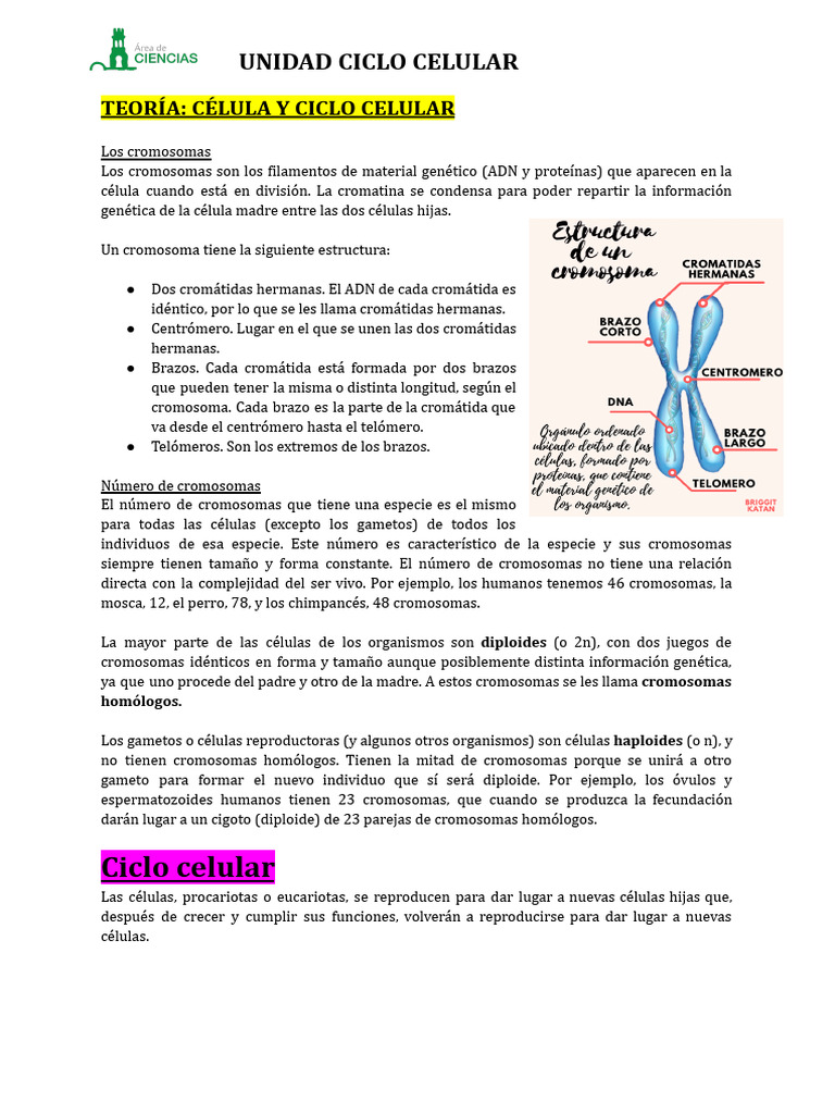 Ciclo Celular: Mitosis y Meiosis Explicados | PDF | Mitosis | Mitosis