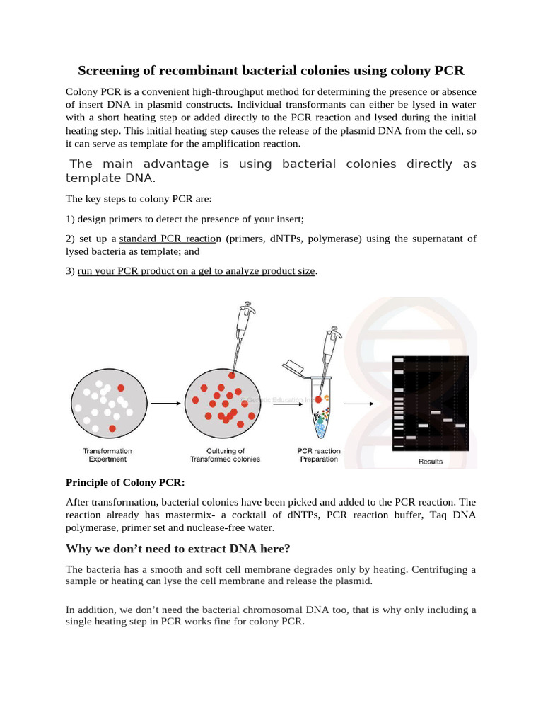 Screening of Recombinant Bacterial Colonies Using Colony PCR | PDF ...
