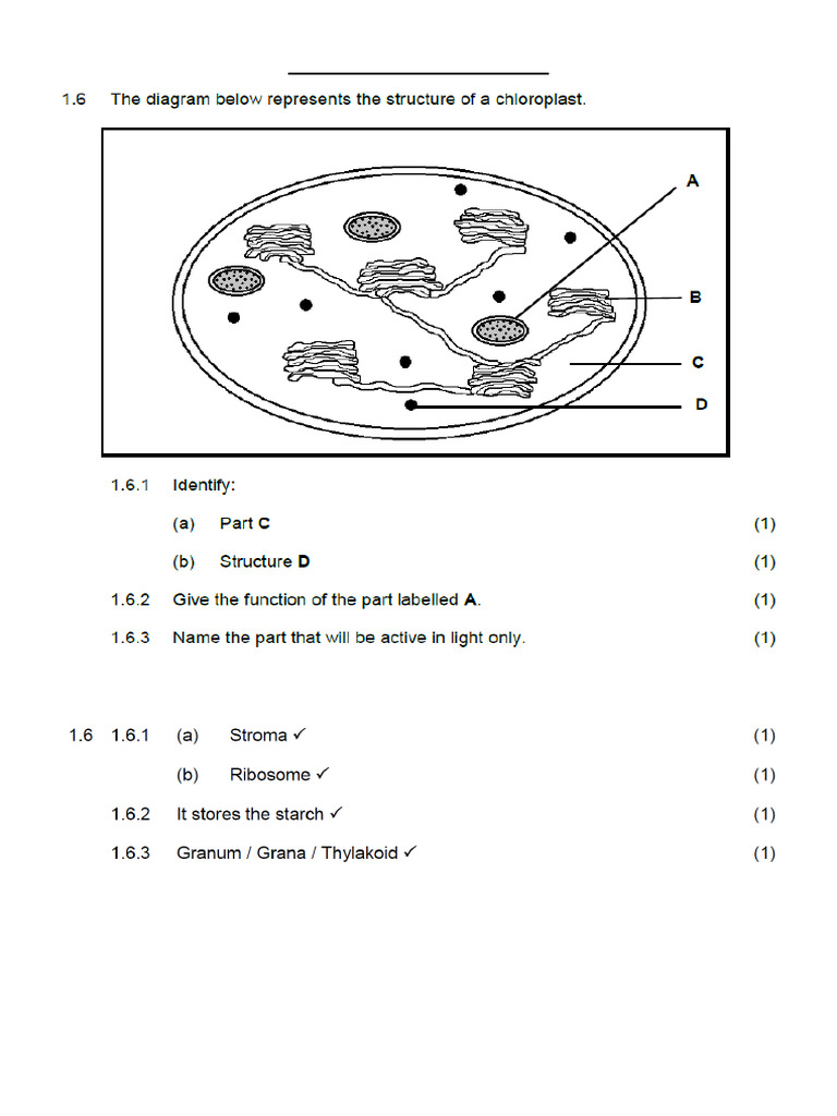 Photosynthesis Questions Teacher's | PDF