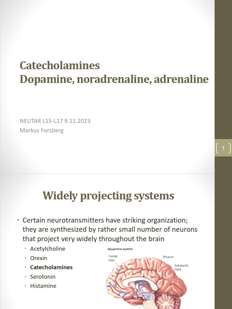 NEUTAR L15 17 Catecholamines 2023 | PDF | Reward System | Neurophysiology