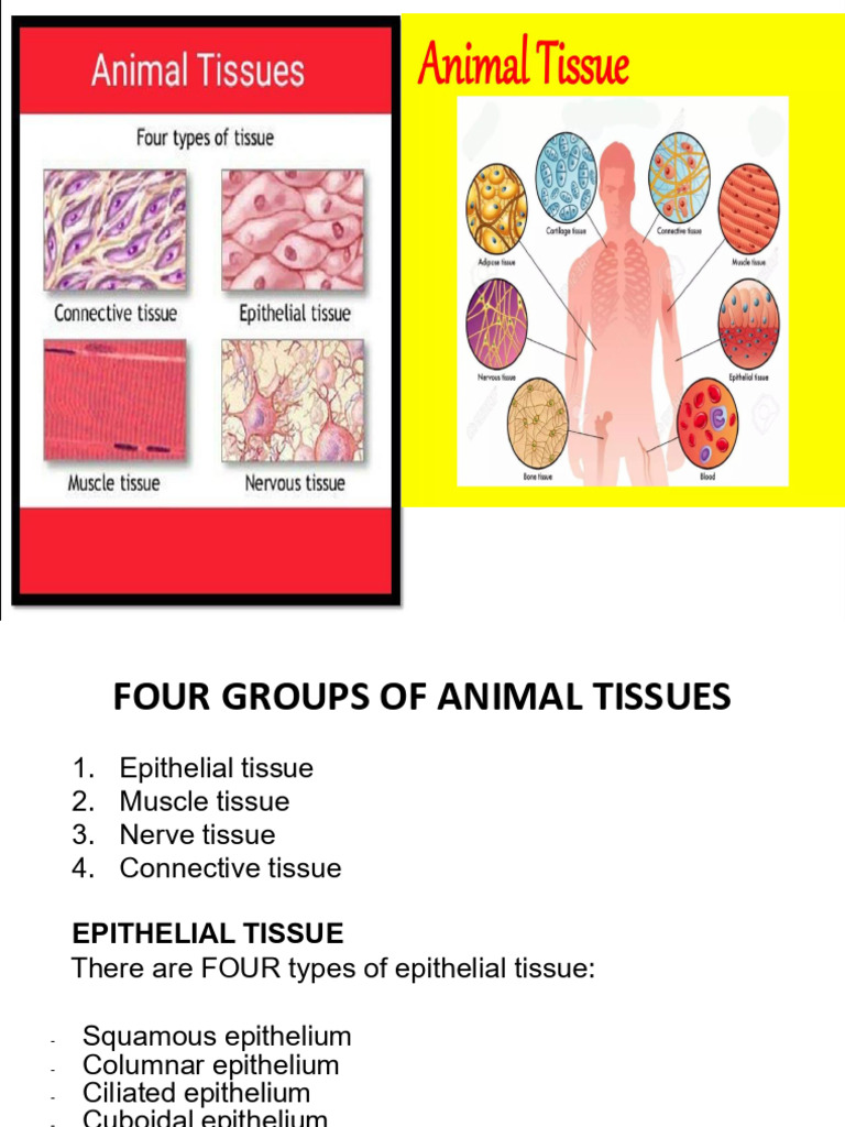 Animal Tissues | PDF