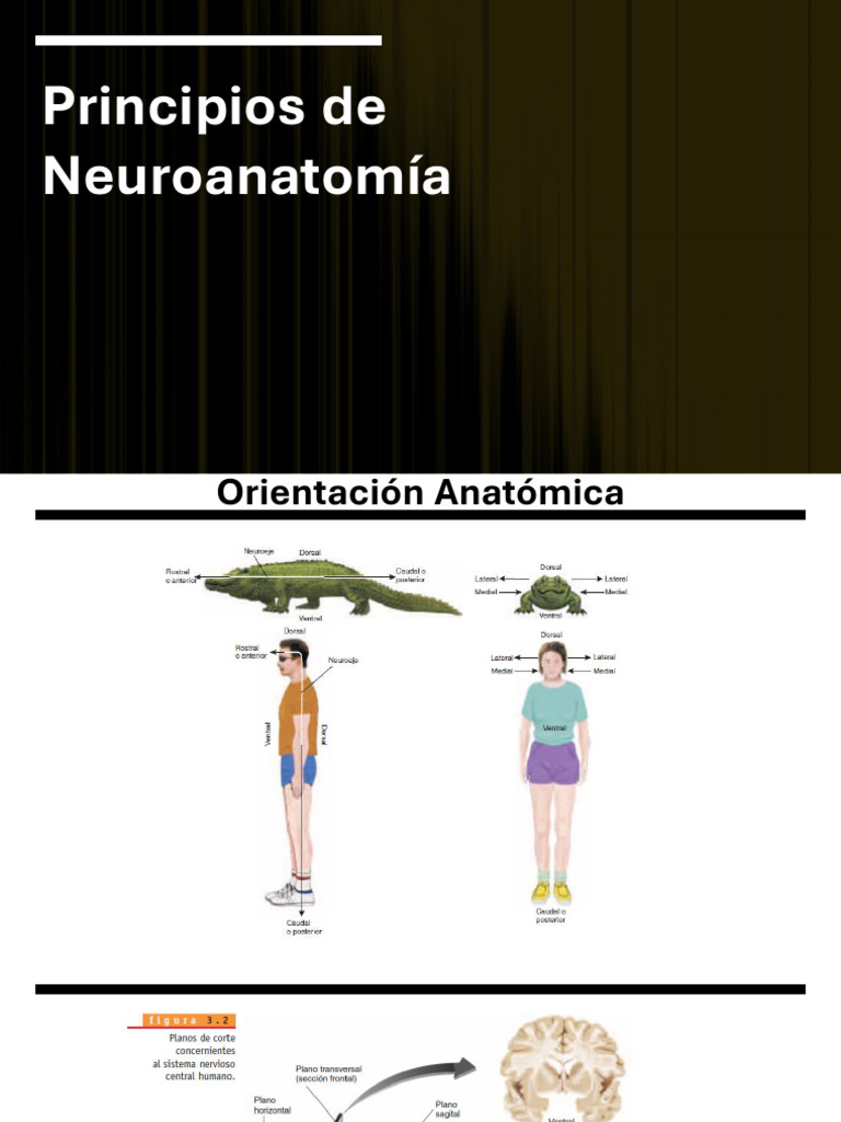 Principios de Neuroanatomía y Funciones | PDF | Fluido cerebroespinal ...