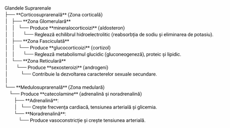 GL Suprarenale | PDF