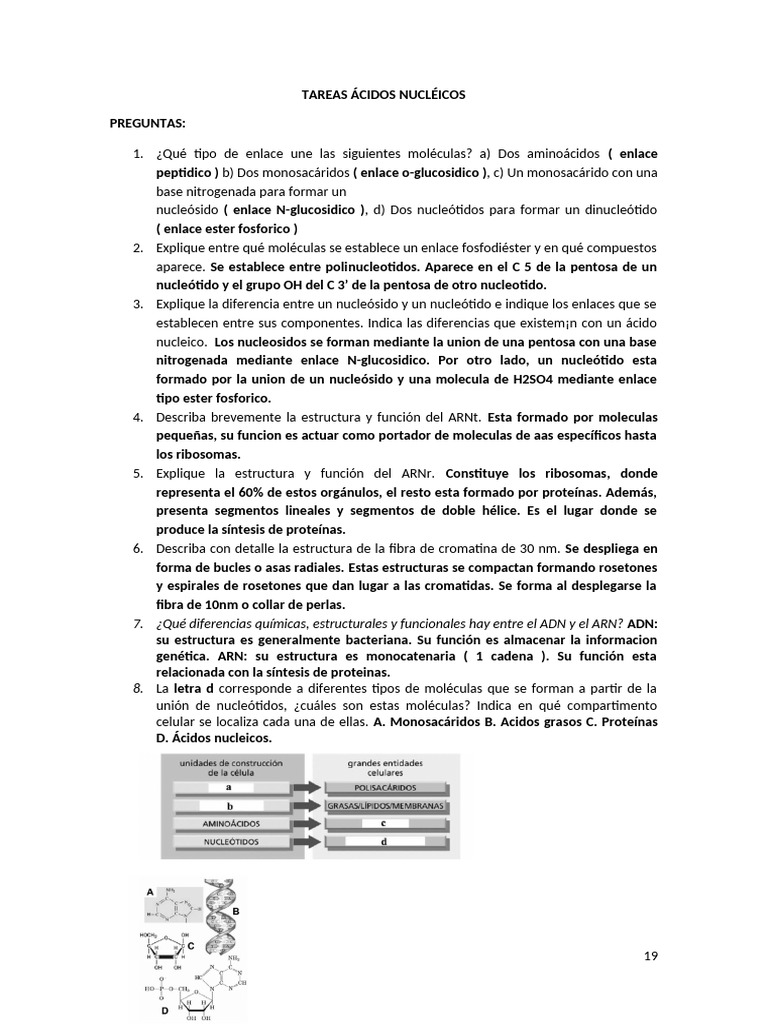 TAREA Nucleótidos y Ácidos Nucléicos | PDF | Adn | Rna