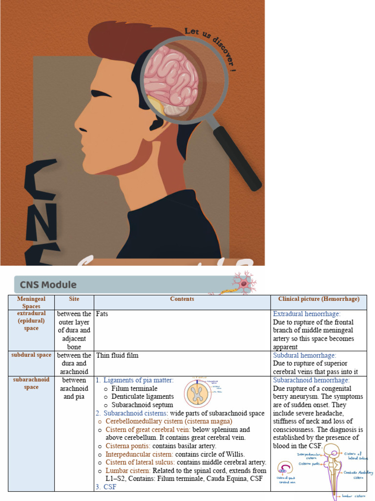CNS Lectures File (25) Copy 2 | PDF | Cerebrospinal Fluid | Human Anatomy