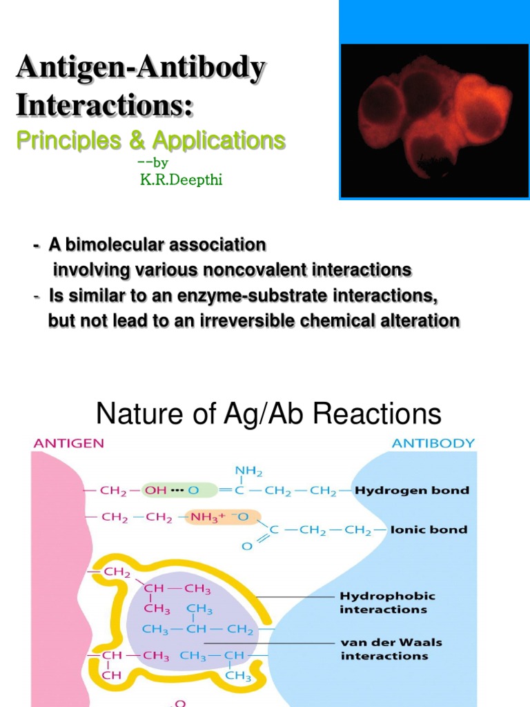 Ag Ab Interactions | PDF | Western Blot | Molecular Biology