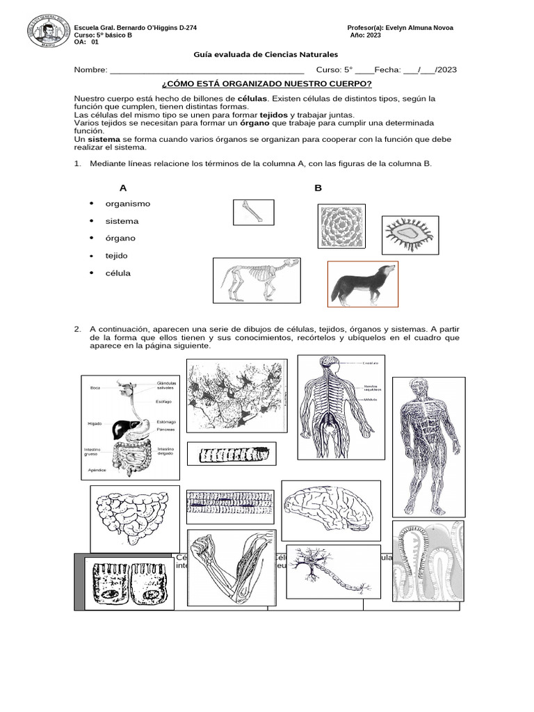 Guia Profe Andrea | PDF | Sistema digestivo humano | Digestión