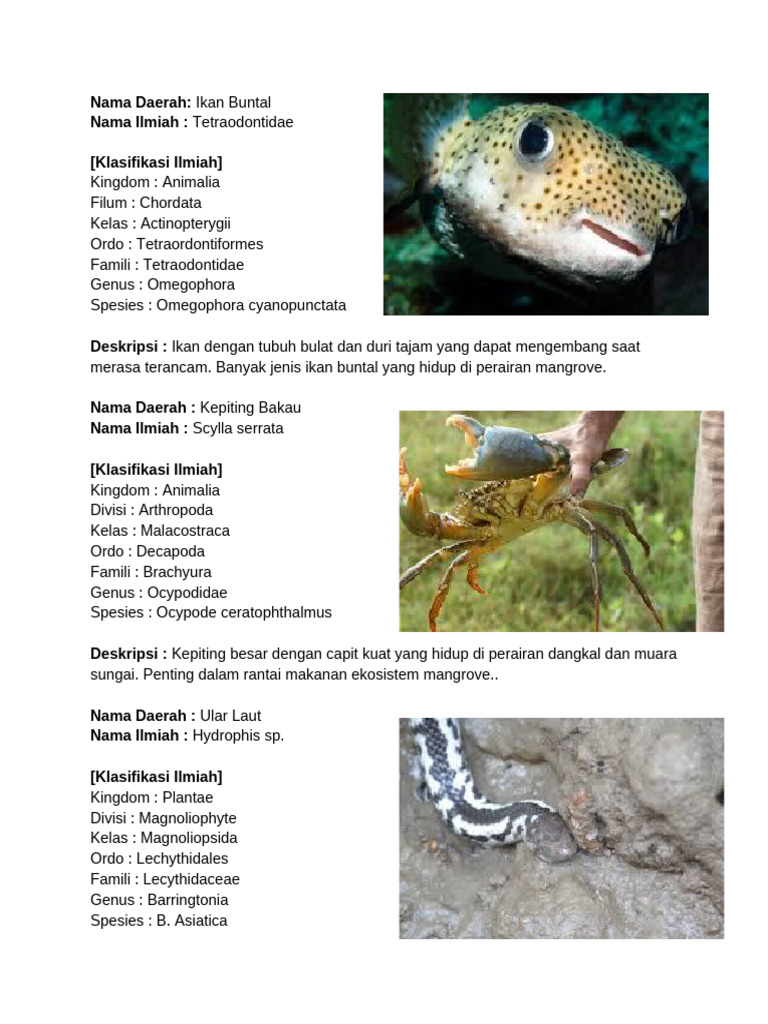 LKPD Biology Hewan Mangrove | PDF