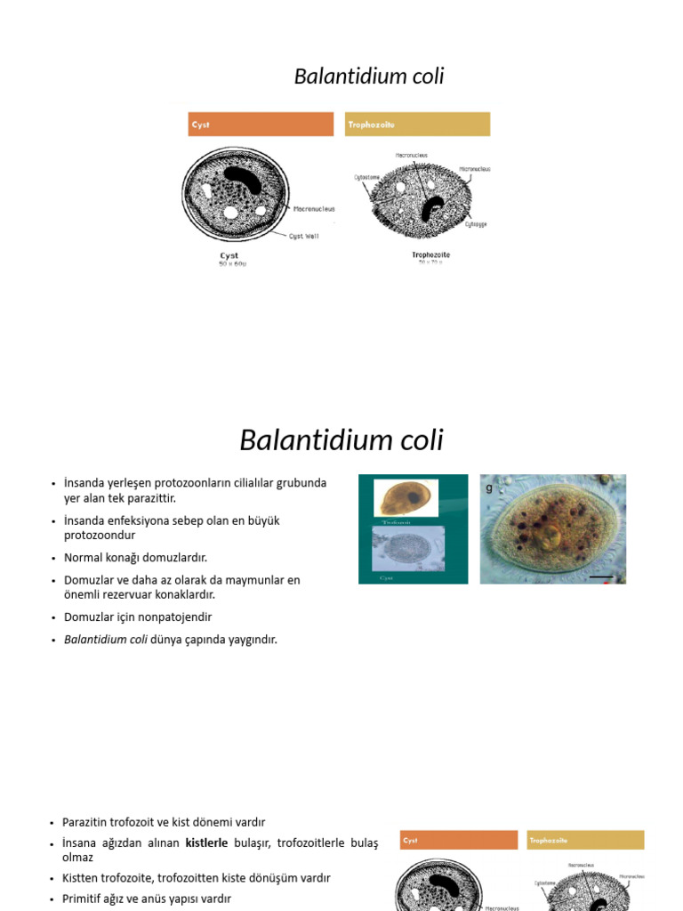 Balantidium Coli | PDF