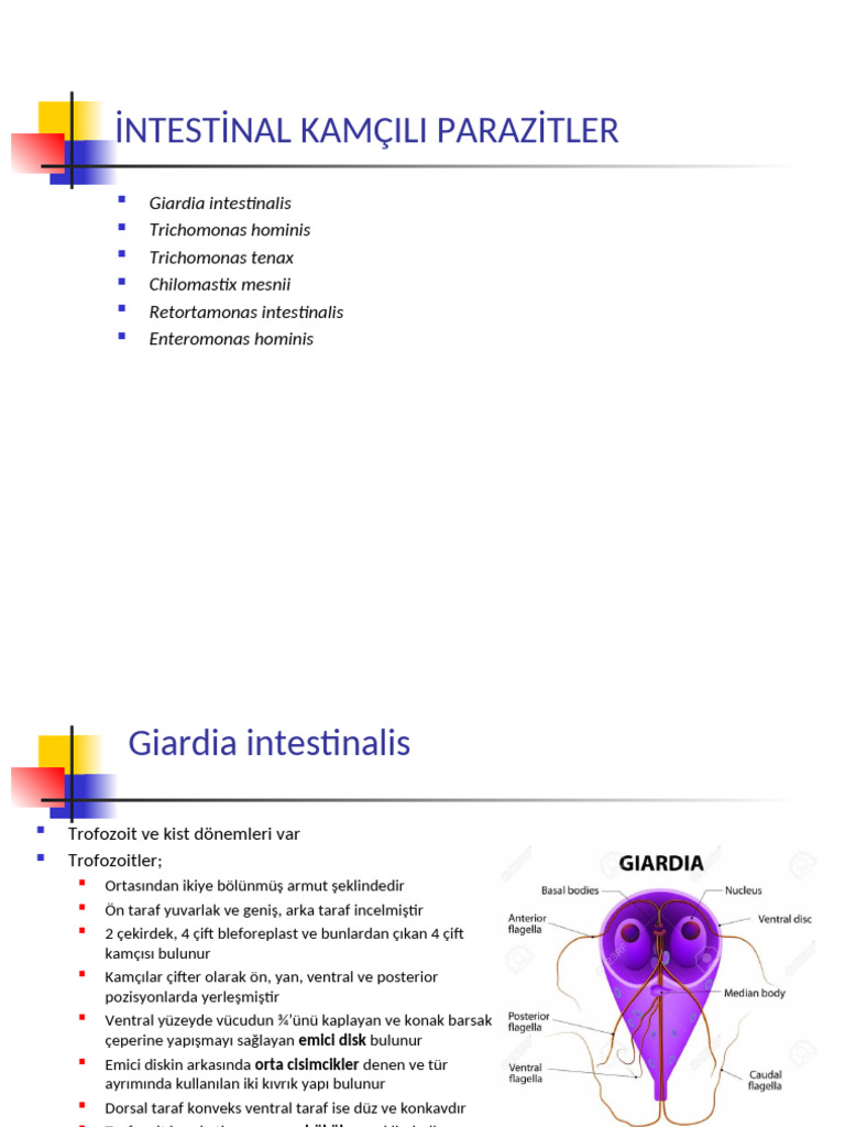 Giardia Intestinalis | PDF