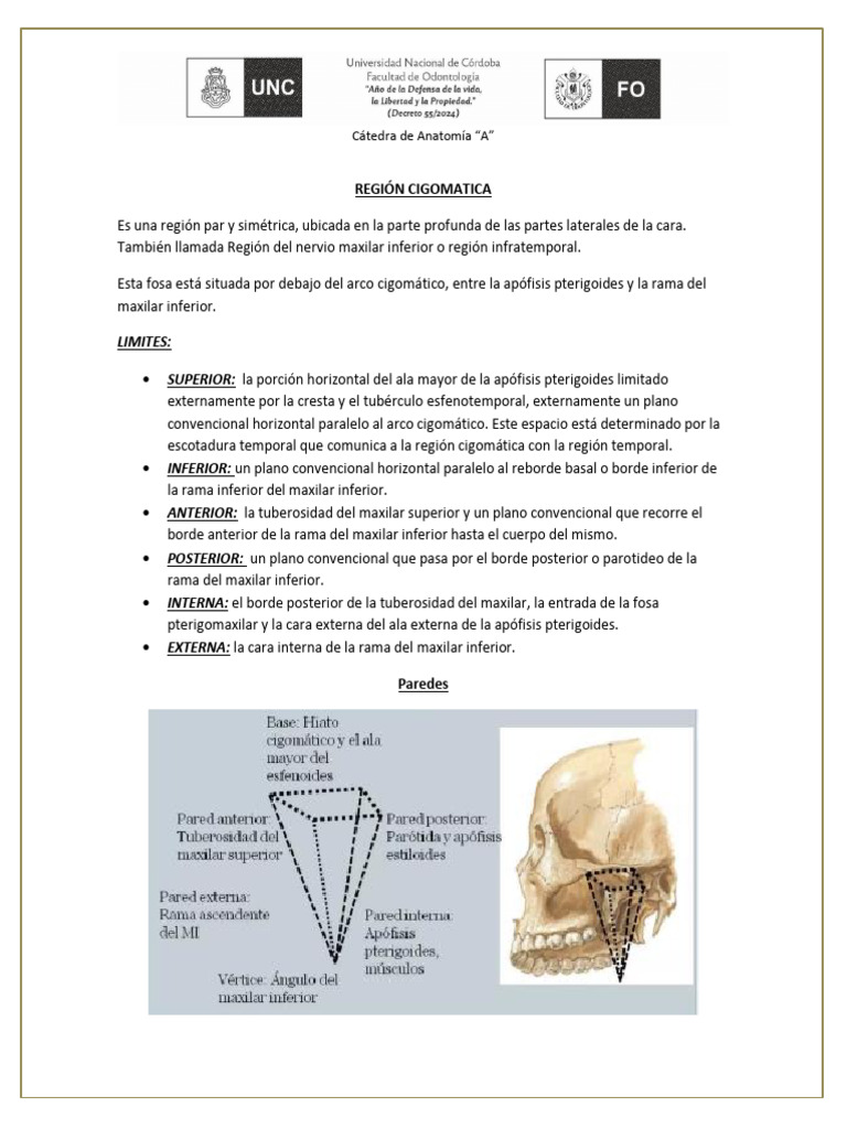 Region Cigomatica | PDF | Anatomía de los primates | Cabeza y cuello ...