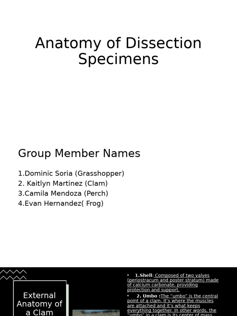 Anatomy of Dissection Specimens | PDF | Anatomy | Fin