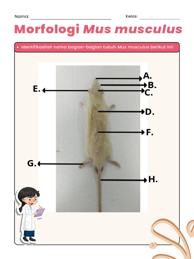 Morfologi dan Anatomi Mus Musculus | PDF