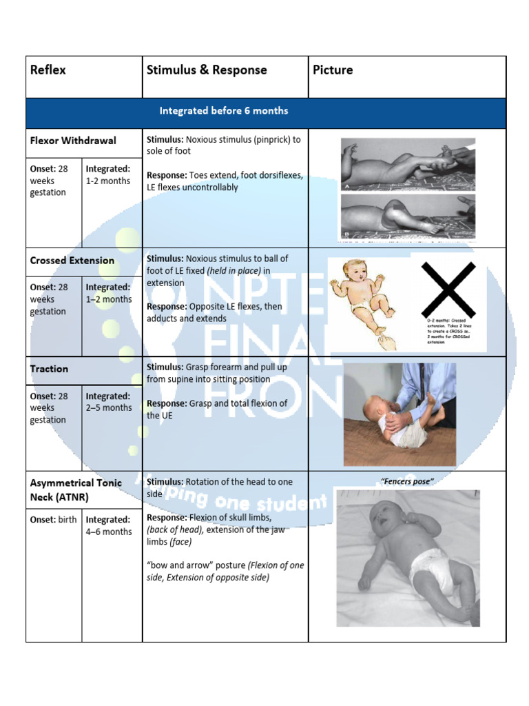 NPTEFF Pediatric Reflexes | PDF | Anatomical Terms Of Motion ...