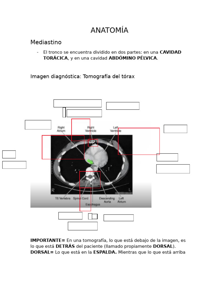 Anatomía I | PDF | Ventrículo (corazón) | Abdomen