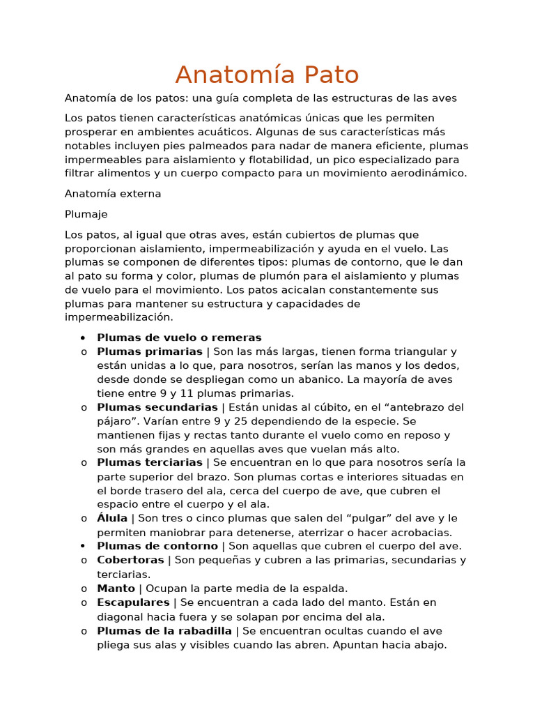 Anatomía Completa del Pato | PDF | Aves | Pluma