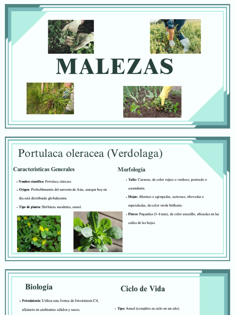 Clasificación y características de malezas | PDF | Hoja | Plantas