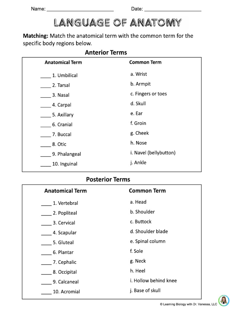 Anatomical Language Exercise | PDF